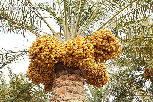 Clusters of Kimri and khalal Dates (532449417) - 게티이미지뱅크