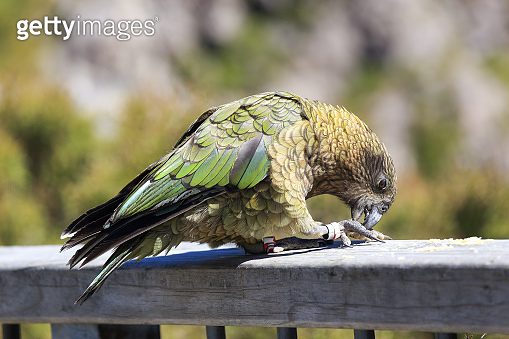Kea when eating food, alpine parrot from New Zealand 이미지 (502225689 ...