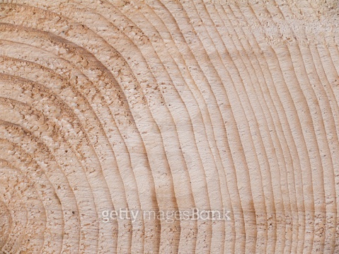 Textured pine wood cross-section 이미지 (495667738) - 게티이미지뱅크