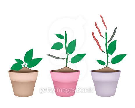 Kidney Bean Plant in Ceramic Flower Pots 이미지 (531375017) - 게티이미지뱅크
