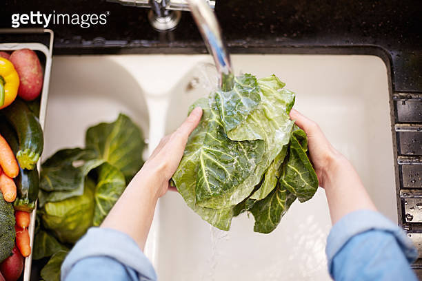 Woman's hands washing cabbage under tap (477000060) - 게티이미지뱅크