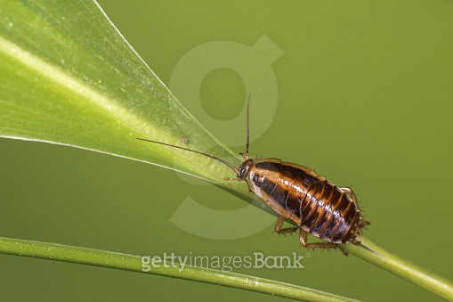 German cockroach (Blattella germanica) 이미지 (478045464) - 게티이미지뱅크