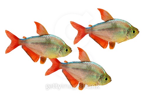 red-blue Columbian Tetra Hyphessobrycon columbianus aquarium fish ...