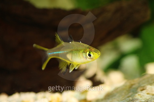 Celebes Rainbow Fish Marosatherina ladigesi rainbowfish 이미지 (465093040 ...