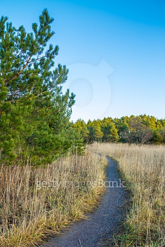 Gravel path around spruce tree in the meadow 이미지 (467621358) - 게티이미지뱅크