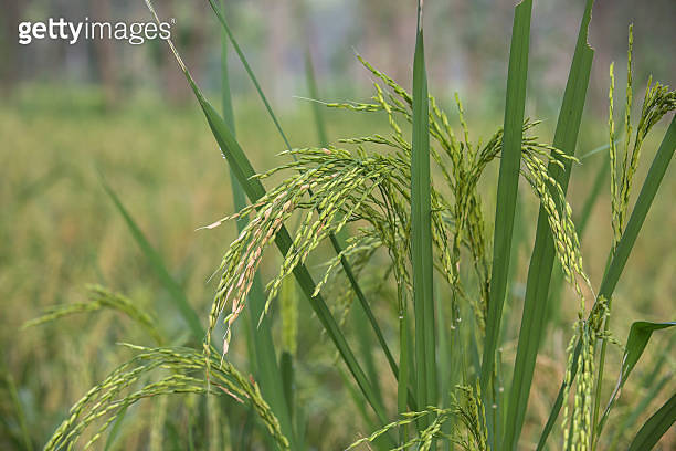 Close up of Rice grains hanging from Rice Paddy plants 이미지 (491277182 ...