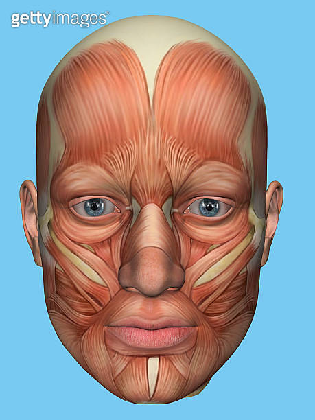 Anatomy front view of major face muscles of a male. (492730996) - 게티이미지뱅크