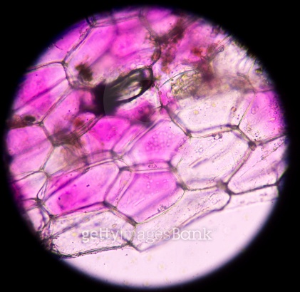 Pink plant cells under microscope. 이미지 (502582422) - 게티이미지뱅크