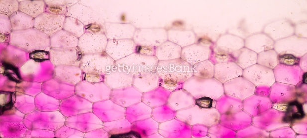 Pink plant cells under microscope. (502582406) - 게티이미지뱅크
