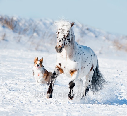 Appaloosa pony and sable border collie runs gallop in winter (484087626 ...