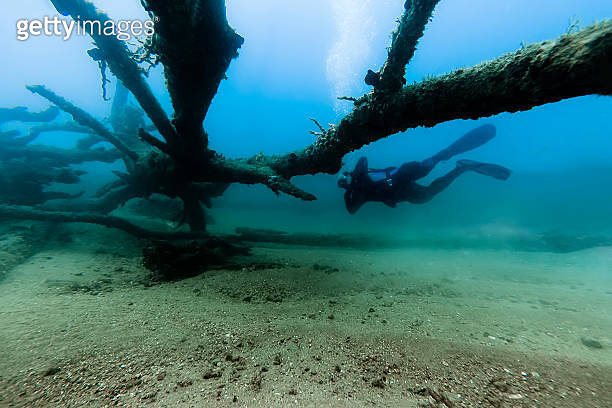 Man Scuba Diving Next to a Submerged Tree 이미지 (489166926) - 게티이미지뱅크