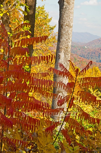 Vertical-Red Sumac leaves during fall in the Smokies. 이미지 (497947988 ...