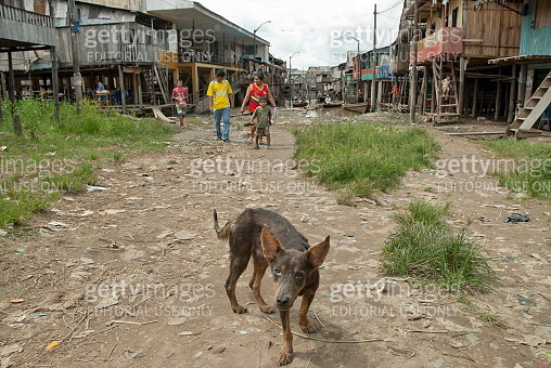 Stray dog on a street in Belen, Iquitos, Peru. 이미지 (472081017) - 게티이미지뱅크