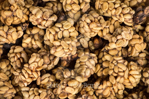 Civet cat poo containing digested coffee beans (479426392) - 게티이미지뱅크