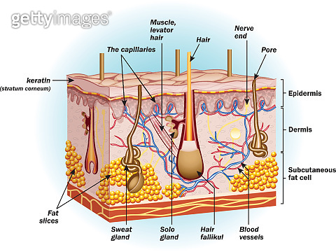 The structure of human skin cells 이미지 (499841483) - 게티이미지뱅크
