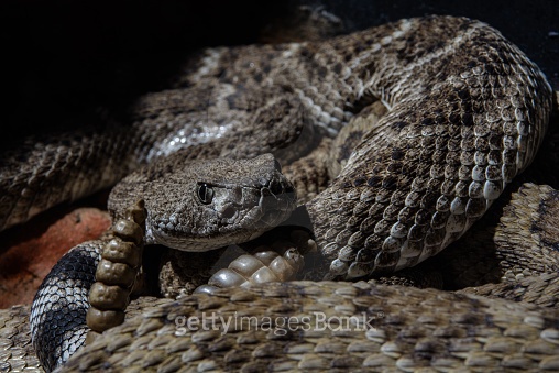 Southwestern Speckled Rattlesnake curled up and ready to strike 이미지 ...