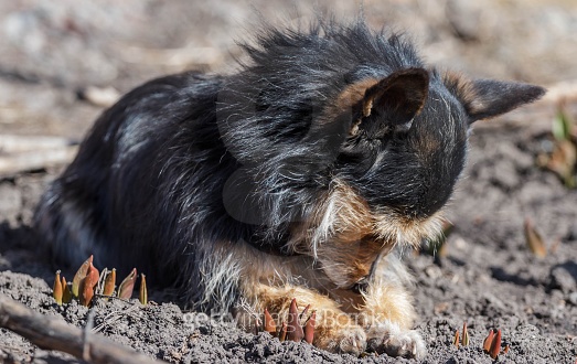 dog nuzzled into the clutches 이미지 (485677150) - 게티이미지뱅크