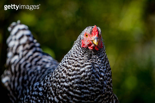 Barred Rock Chicken (496118088) - 게티이미지뱅크
