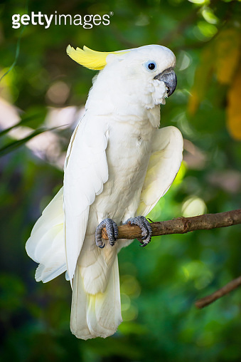 White parrot 이미지 (471623589) - 게티이미지뱅크