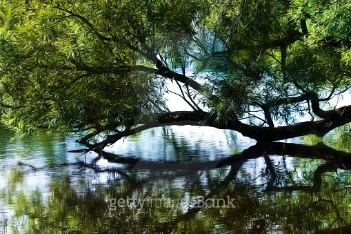 Digital art, paint effect, foliage tree, reflection in water 이미지 ...