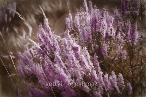 Digital art paint, Blue Loosestrife wild flowers - crybaby-grass ...