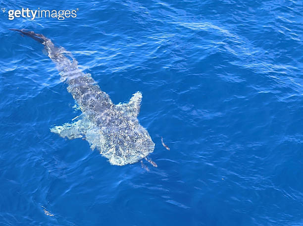 Large Whale shark from top view 이미지 (471069872) - 게티이미지뱅크