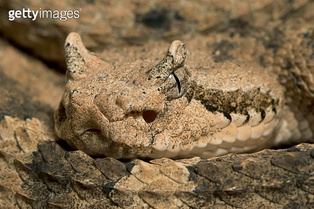 Close-up Sidewinder Rattlesnake - Venomous Snake 이미지 (482169934) - 게티이미지뱅크