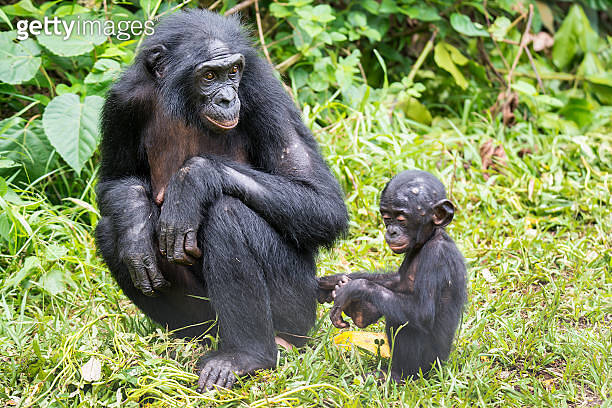 Bonobo baby and her mother (Pan paniscus, Pygmy Chimpanzee) (475962342 ...