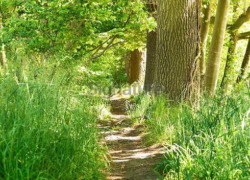 Idyllic forest path 이미지 (475321910) - 게티이미지뱅크