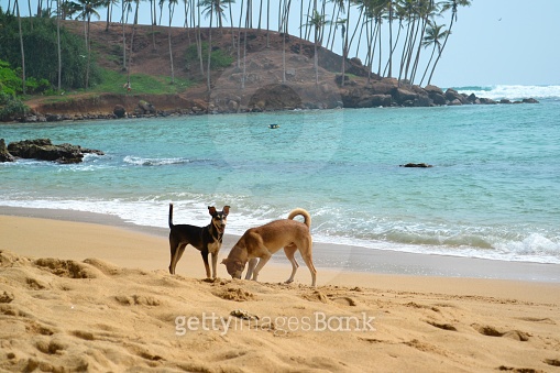 Two Dogs Digging a Hole On the Ocean Beach Shot (476674206) - 게티이미지뱅크