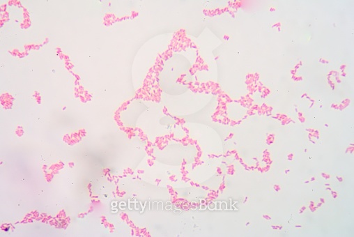 gram negative bacilli. 이미지 (470765010) - 게티이미지뱅크