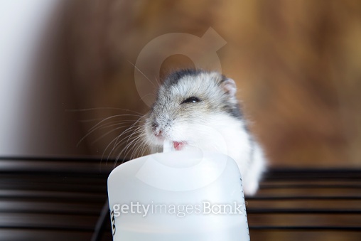 hamster drinks water from a container 이미지 (468441630) - 게티이미지뱅크