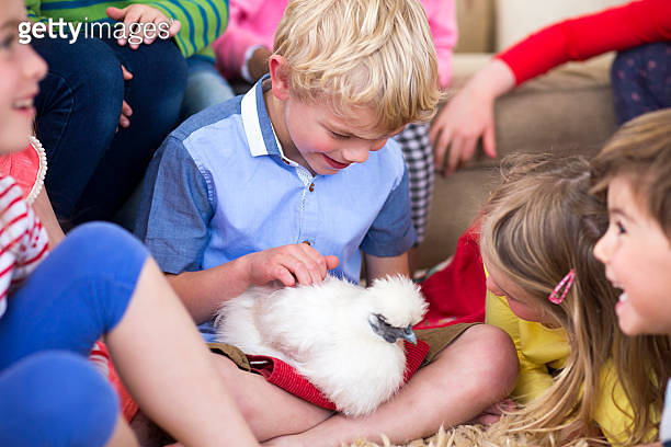 Children With A Pet Chicken 이미지 (477005860) - 게티이미지뱅크