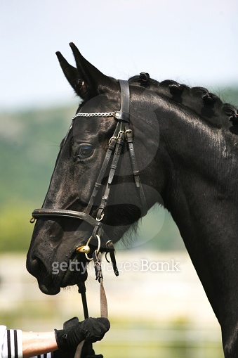 Side view portrait of a beautiful black colored stallion 이미지 (495114314 ...