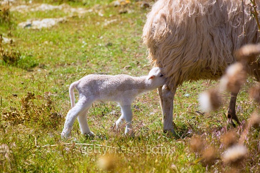 Mother sheep and baby lamb nursing in a field 이미지 (476149064) - 게티이미지뱅크