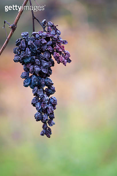 Dry Red Grapes for Late Harvest in an European Vineyard (531611419 ...