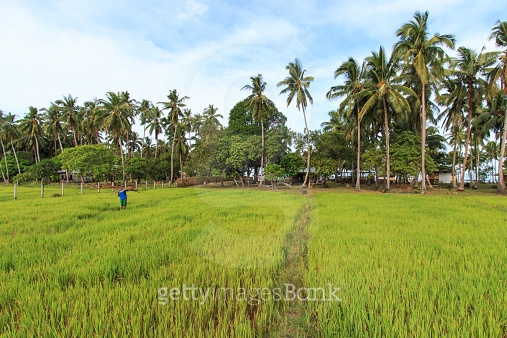 Farmer working of a rice field in Palawan, Philippines (465971450) - 게티 ...