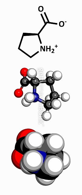Proline (Pro, P) amino acid, molecular model. (533500473) - 게티이미지뱅크