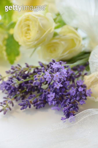 lavender and roses 이미지 (499618809) - 게티이미지뱅크