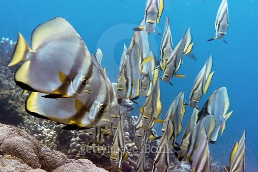 Batfish ,Circular Spadefish ( Platax orbicularis ) (466969246) - 게티이미지뱅크