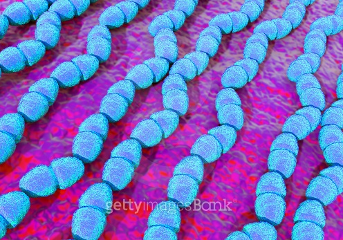 Enterococcus faecalis bacteria or Streptococcus faecalis bacteria ...