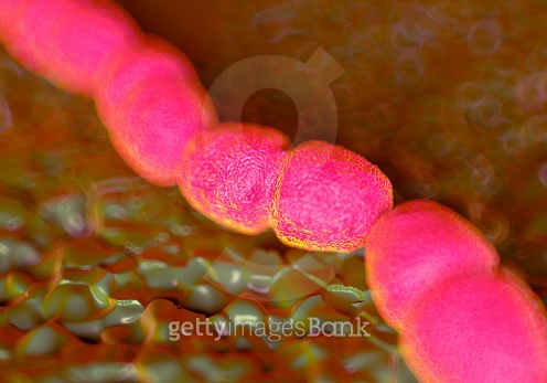 Enterococcus faecalis bacteria or Streptococcus faecalis bacteria ...