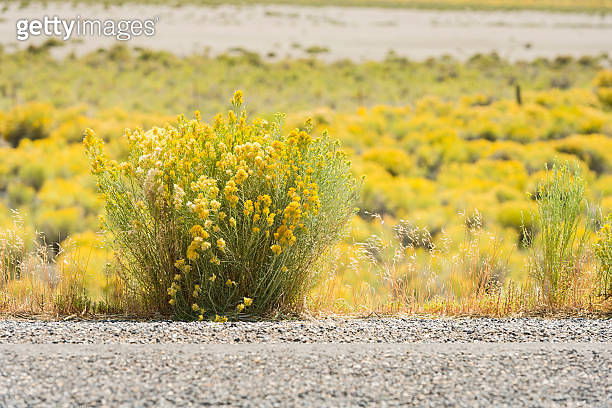 Yellow Flowering Sagebrush in Rural Nevada Desert Landscape USA 이미지 ...