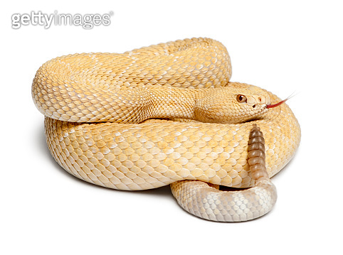 albinos western diamondback rattlesnake - Crotalus atrox, poisonous ...