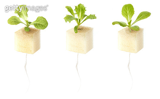 Baby of lettuce with root. 이미지 (494608652) - 게티이미지뱅크