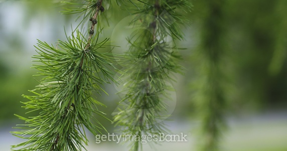 larch tree with cones in summer day 이미지 (486717432) - 게티이미지뱅크