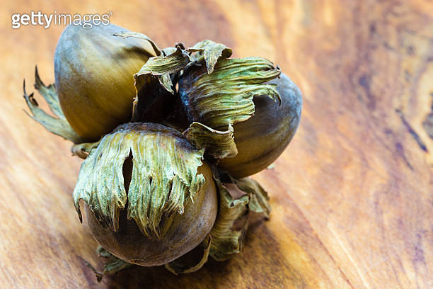 Hazelnuts cluster filbert nuts in the hard shell. 이미지 (493436008) - 게티이미지뱅크