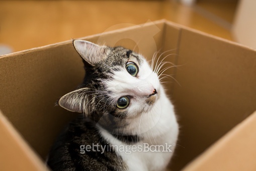 cat in the box 이미지 (488758456) - 게티이미지뱅크