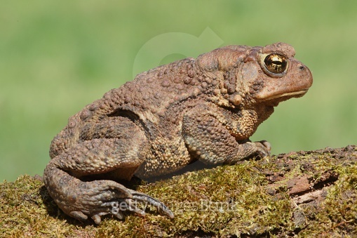 Female American Toad (Bufo americanus) 이미지 (496553462) - 게티이미지뱅크