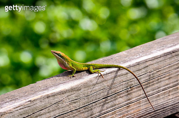 Martin Dies, Jr. State Park (492886030) - 게티이미지뱅크